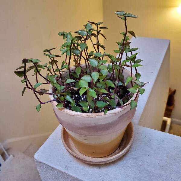 String Beans Seeds - Etsy