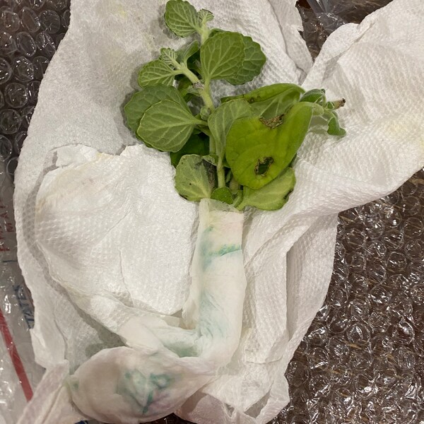 One Rare Caribbean Prickly Pear Pad Cactus Plant - Easy to Grow - Will ...