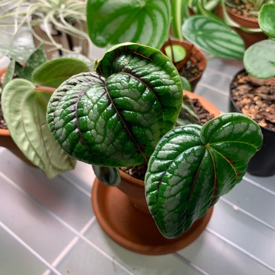 Peperomia Dragon Skin Starter Plant ALL STARTER PLANTS Require You to ...