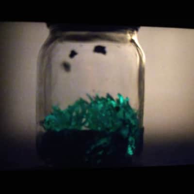 Bioluminescent Glow in the Dark Living Mushrooms, Live Panellus ...