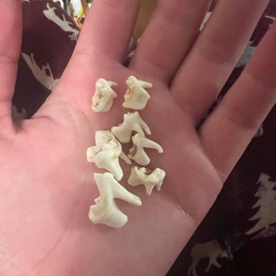 5 Real Bone Water Buffalo Teeth Taxidermy Genuine Tooth Bones Pendant ...