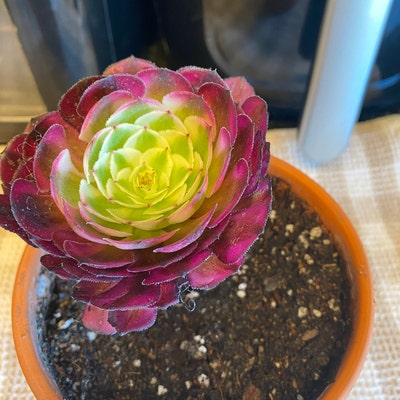 String of Watermelon Succulent Plants - Etsy