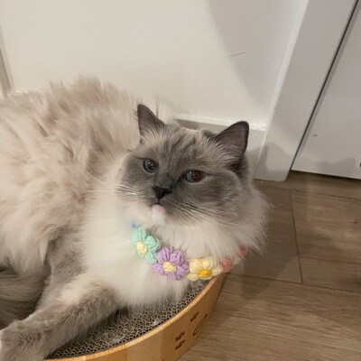 Adjustable Cute Crochet Soft Ribbon Kitten Collar Pet Costume Cat ...