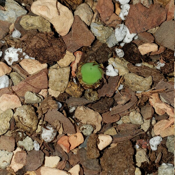 Live Limited Rare Conophytum Calculus / VERY SMALL Lithops Conophytum ...