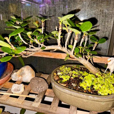 Purple Trumpet Bonsai Tree inner Feeling Collection From Cute Little ...
