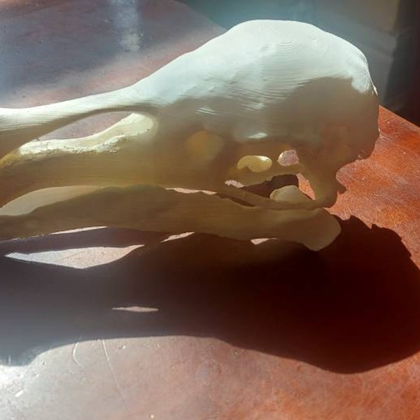 Boa Constrictor Skull - Resin Life-like Replica - Etsy