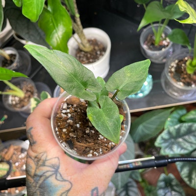 Alocasia Sabrina Starter Plant ALL STARTER PLANTS Require You to ...