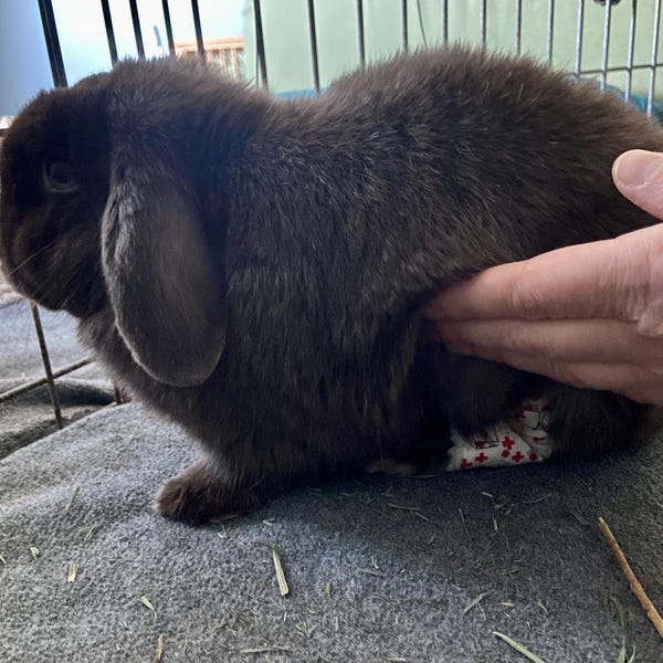 Size: Jumbo Rabbit Hock Socks (2-way Straps) - Etsy