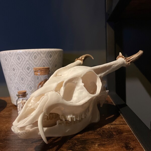 Real Muntjac Buck Deer Skull Antlers - Etsy UK