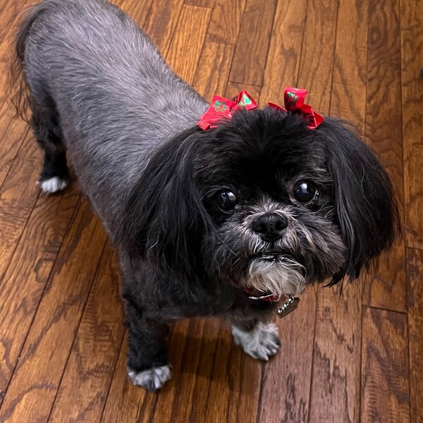 Small Boy Dog Bows 30 All Blue Dog Bows Dog Grooming Bows 3 Different ...