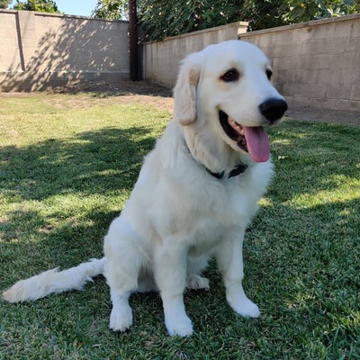 Golden Retriever Sticker Chibi Puppy Dog Vinyl Hand Drawn - Etsy