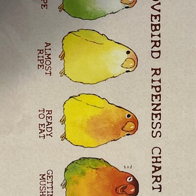 Lovebird Ripeness Chart Poster - Etsy