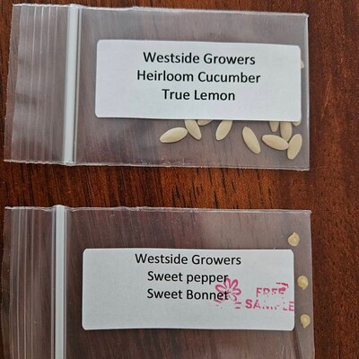 10 Heirloom Japanese Black Futsu Squash Seeds Unique Fall Asian Winter ...