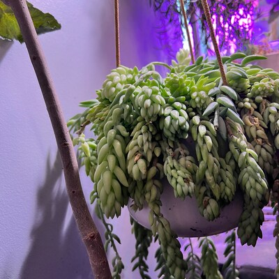 6 Inch Pot String of Burrow Tails easy Care Succulent - Etsy