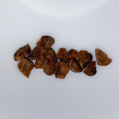 Franklin Tree Franklinia Alatamaha 10 Seeds Free US Shipping - Etsy