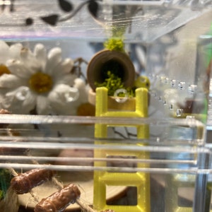 Jumping Spider Food Dish Jumping Spider Enclosure - Etsy