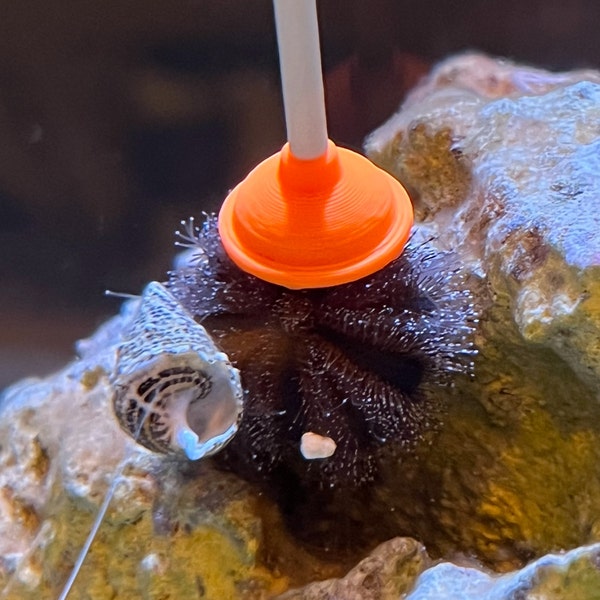 Set of 16 Pre-made Premium Sea Urchin Hats | 3D Printed Reef Safe ...