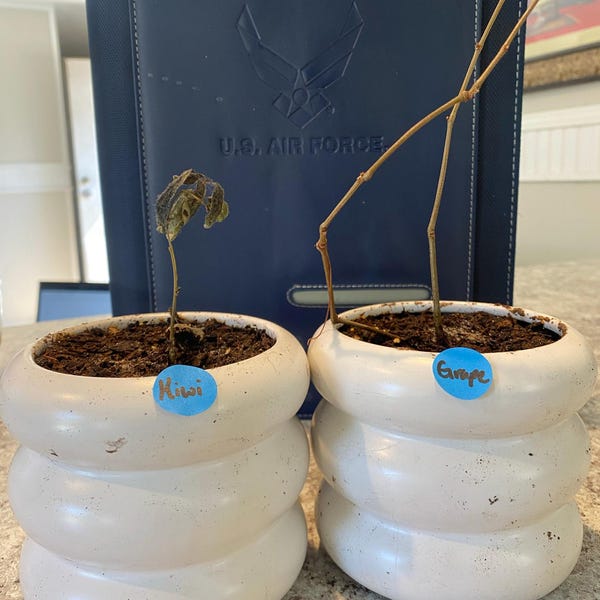 1 Southern Home Muscadine Grape Plant: Alachua Black Fruit Vine - Etsy