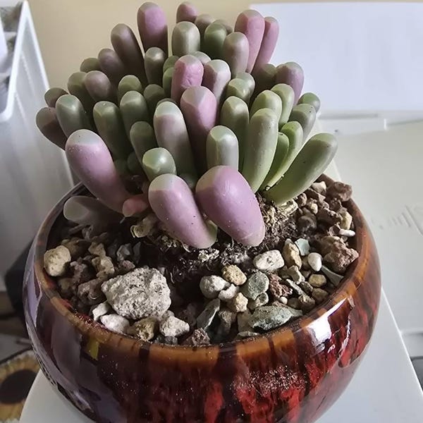 Baby Toes | 2.5 Inch | Fenestraria Rhopalophylla | Mimicry Plants ...