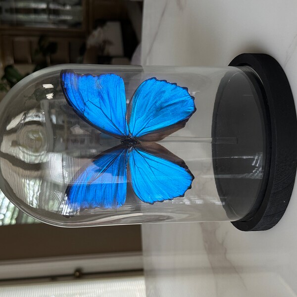 Gunjii Asian Lanternfly Box Frame / Entomology Taxidermy Insects Bug ...