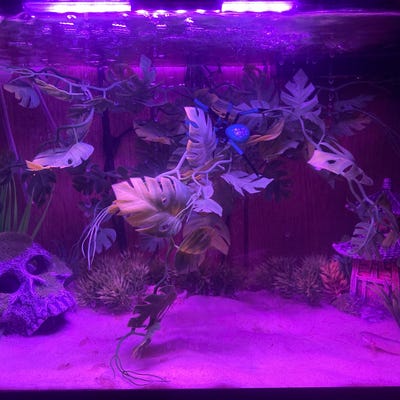 Glass Bee Blown Collectible Figurine Honey Bee , Animals Glass, Art ...