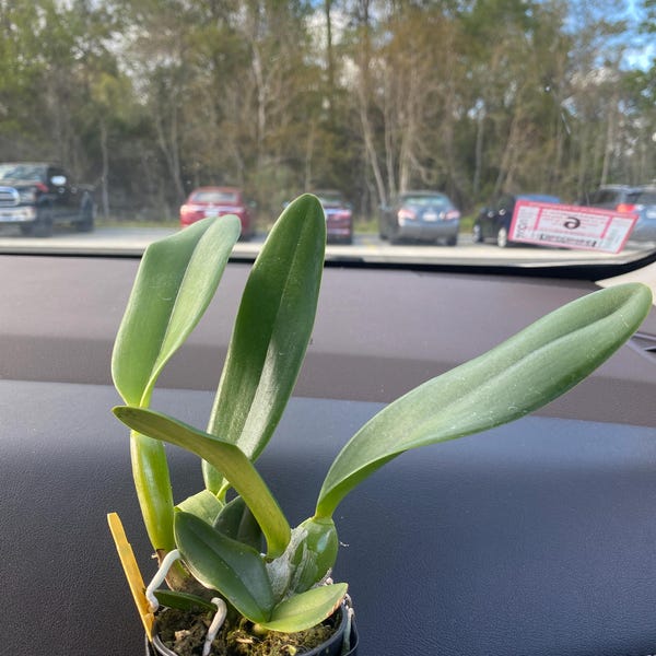 Rlc. Sung Ya Green 'mailman' (2.5” Pot) - Etsy