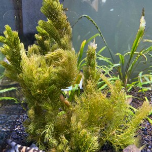 Easy AQUARIUM PLANTS Hygro Blue hygrophila Salcifolia Buy2 | Etsy