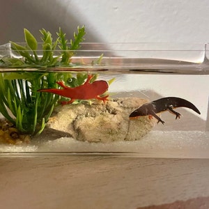 Miniature Blob Fish Blob Fish polymer Clay miniatures | Etsy