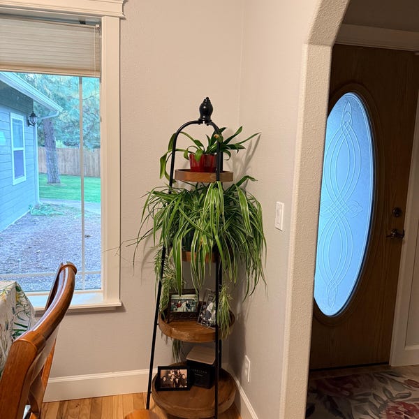 Overgrown Spider Plant in Hanging Basket - With Pups! - Etsy