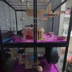 Crazy Critter 11 Pc Kiln Dried Pine Chinchilla//rat//degu//squirrel ...