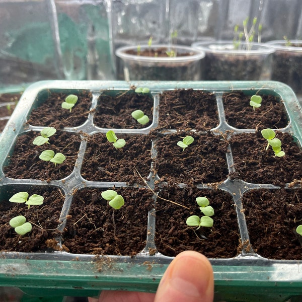 Dutch Corn Salad Seeds 300+ Broad Leaved Mache Greens Vegetable Garden ...