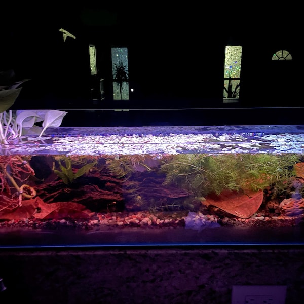 Finnex Stingray Original LED Light Riser, Attractive Stable Elevated ...