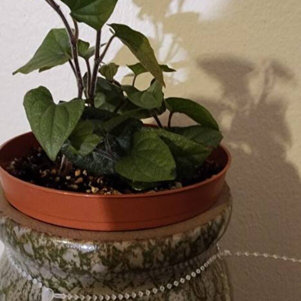 Piper Silver Flecks 4”pot (ALL PLANTS Require You to Purchase 2 Plants ...