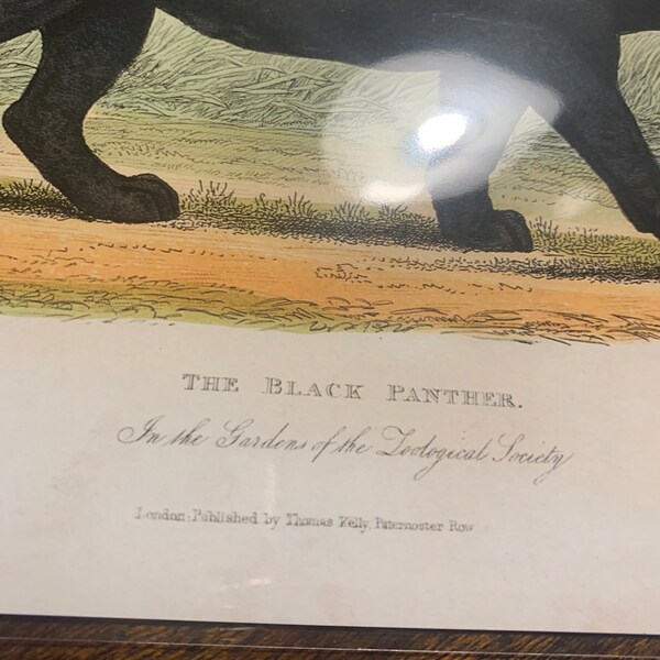 Vintage Drawing - Black Panther (1860) - Drawing Illustration Old ...