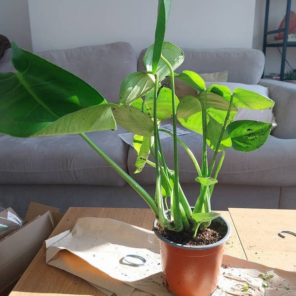 Mixed Alpine Plants - Vibrant Garden Perennial Large Flowering Rockery ...