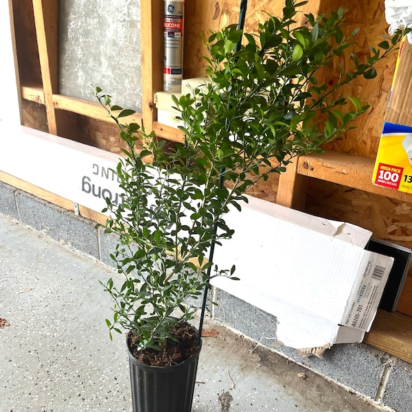 Finger Lime Tree , 1/2 Gallon Pot - Microcitrus Australasica in Half ...