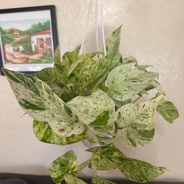 4” Monstera Peru Pot - Karstenianum Plant - Big Foliage Leaves - Fully ...