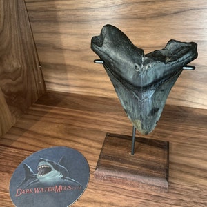 Cutom Sized Megalodon Shark Tooth Stand. Powder Coated Metal | Etsy