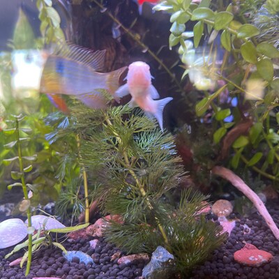 BUY 2 GET 1 FREE Corkscrew Val vallisneria Contortionisteasy Live ...