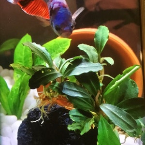 Bucephalandra Akantha Live Aquarium Plant - Etsy