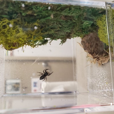 Acorn Jumping Spider Enclosure, Sling Jumping Spider Container Home ...