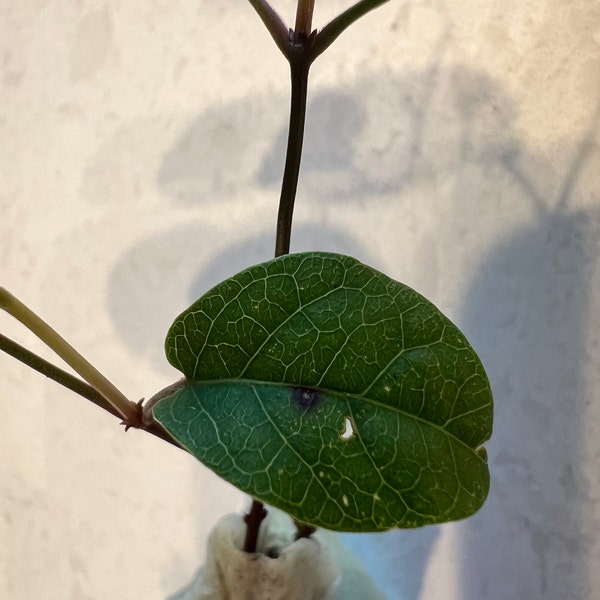 2 Yellow Tangerine Beauty Bignonia Crossvine Vines Plant - Bignonia ...