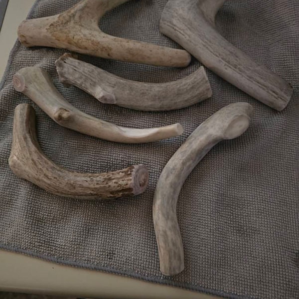 Deer Antler Toggle: Naturally Shed Deer Antler Toggle, One Toggle ...