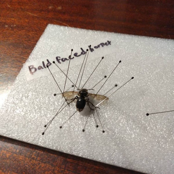 Stainless Steel Entomology Pins, for Insects and Butterflies, Pinning ...