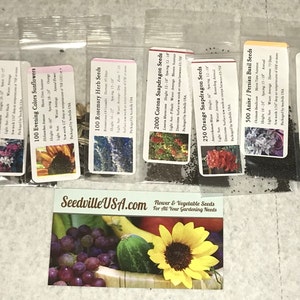 500 ANISE PERSIAN BASIL Ocimum Basilicum Herb Flower Seeds - Etsy