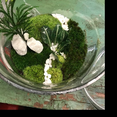 Princess Pine Tree Clubmoss Plants for Fairy Garden, Terrarium, Garden ...