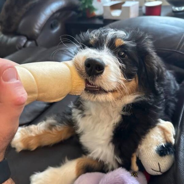 All-natural Water Buffalo Cheek Rolls for Dogs – Long Lasting Rawhide ...