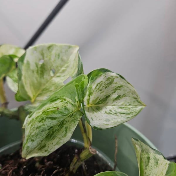 Potho Manjula High Viraigation Rare, Cuttings & Established Plants - Etsy