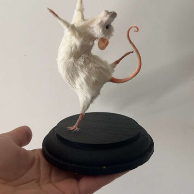 Circus Hoop Taxidermy Mice. - Etsy UK