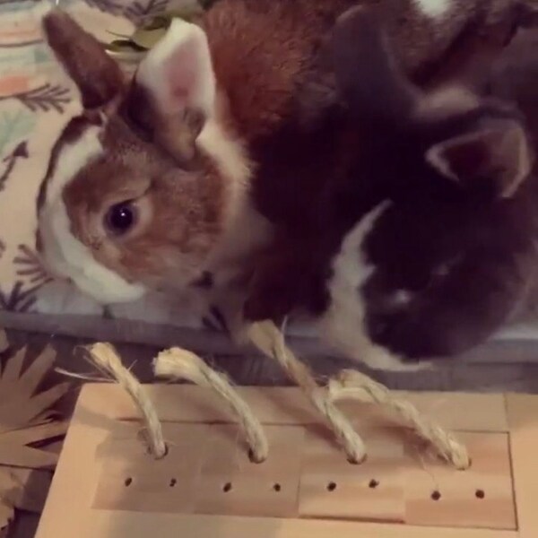 Rabbit Puzzle Treat Toy - Etsy